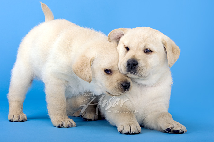 nuzzle - definition - What is