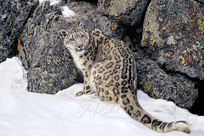 Looking Back - Snow Leopard